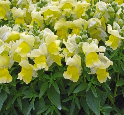 Snapshot™ Yellow Snapdragon | Natorp's Online Plant Store