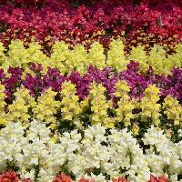 Snapshot™ Mix Snapdragon | Natorp's Online Plant Store