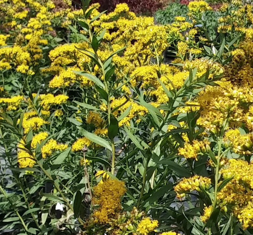 Solar Cascade Goldenrod | Natorp's Online Plant Store