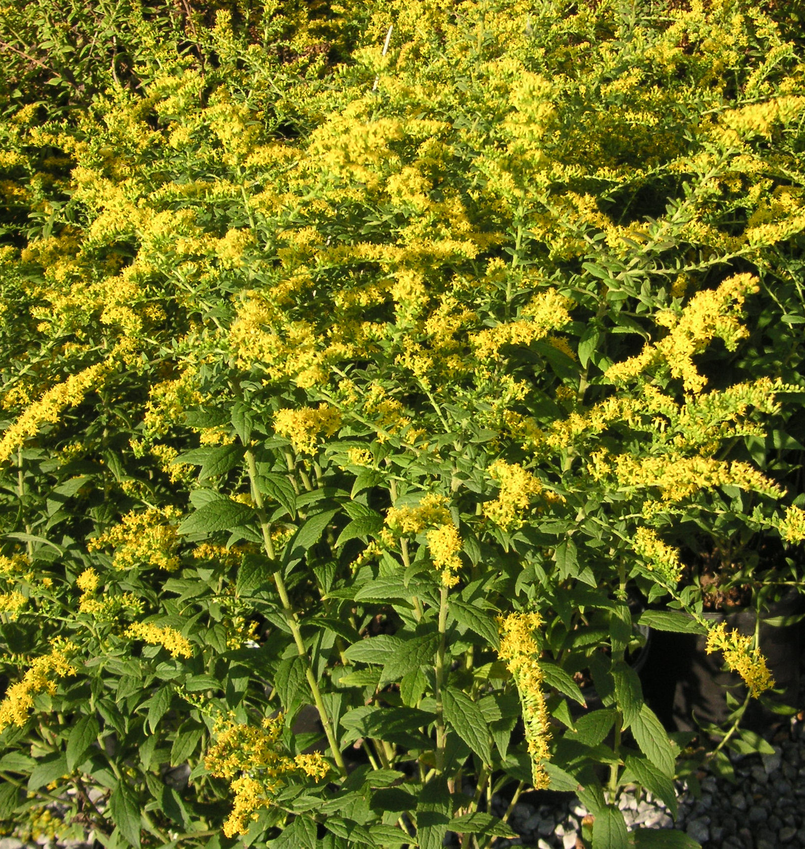 Fireworks Goldenrod | Natorp's Online Plant Store