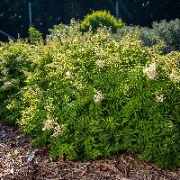Matcha Ball® Dwarf False Spiraea | Natorp's Online Plant Store