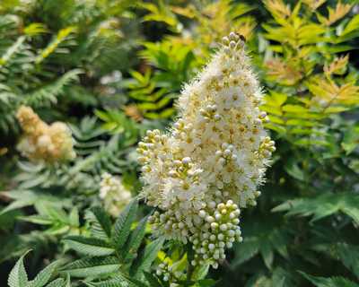Sem Dwarf False Spiraea | Natorp's Online Plant Store