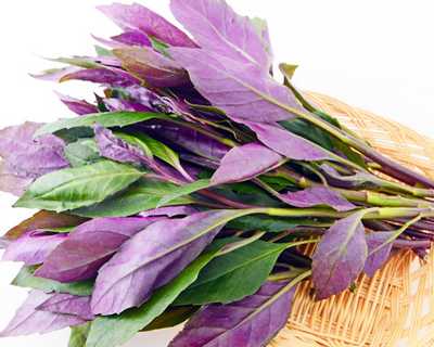 Okinawa Spinach | Natorp's Online Plant Store