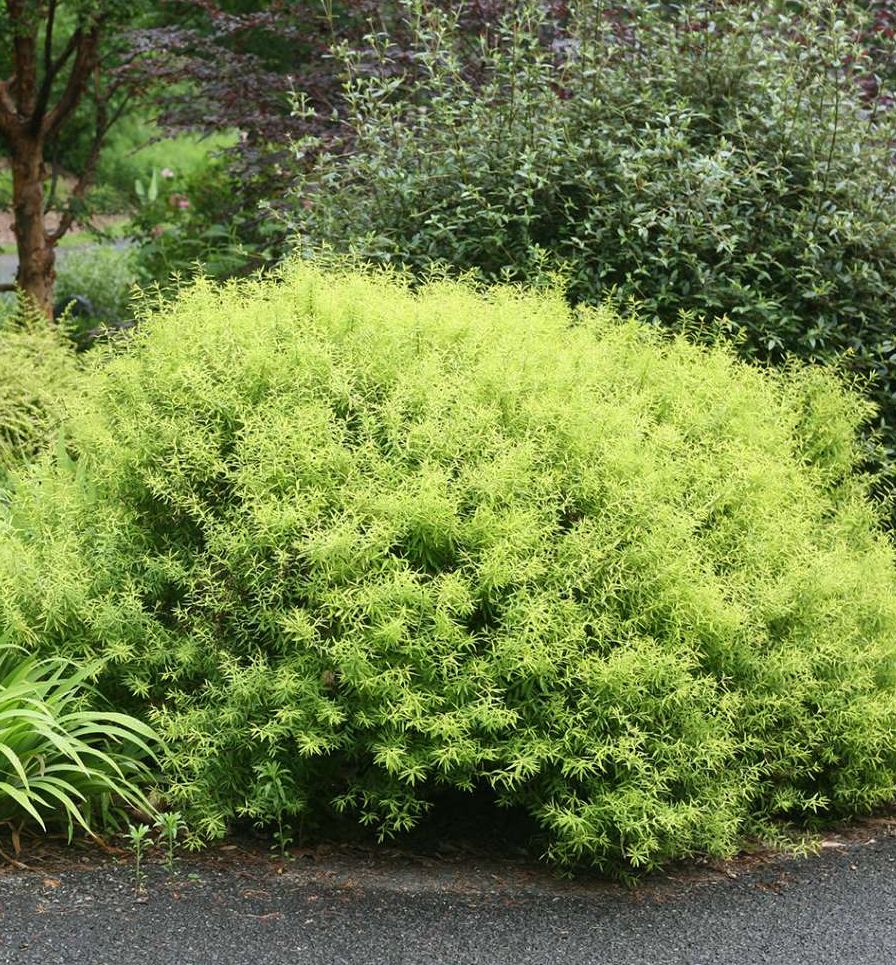 Gold Thread Spirea (Mellow Yellow) | Natorp's Online Plant Store