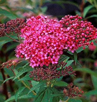 Neon Flash Spirea | Natorp's Online Plant Store