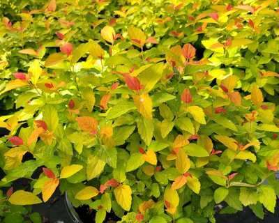 Double Play® Candy Corn® Spirea | Natorp's Online Plant Store