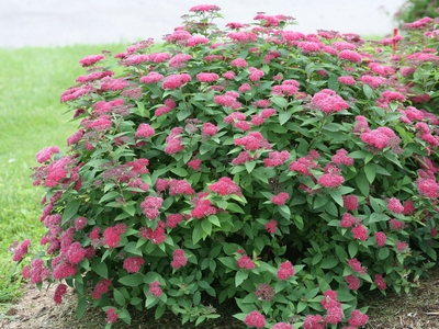 Double Play® Red Spirea | Natorp's Online Plant Store