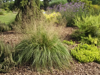 Prairie Dropseed | Natorp's Online Plant Store