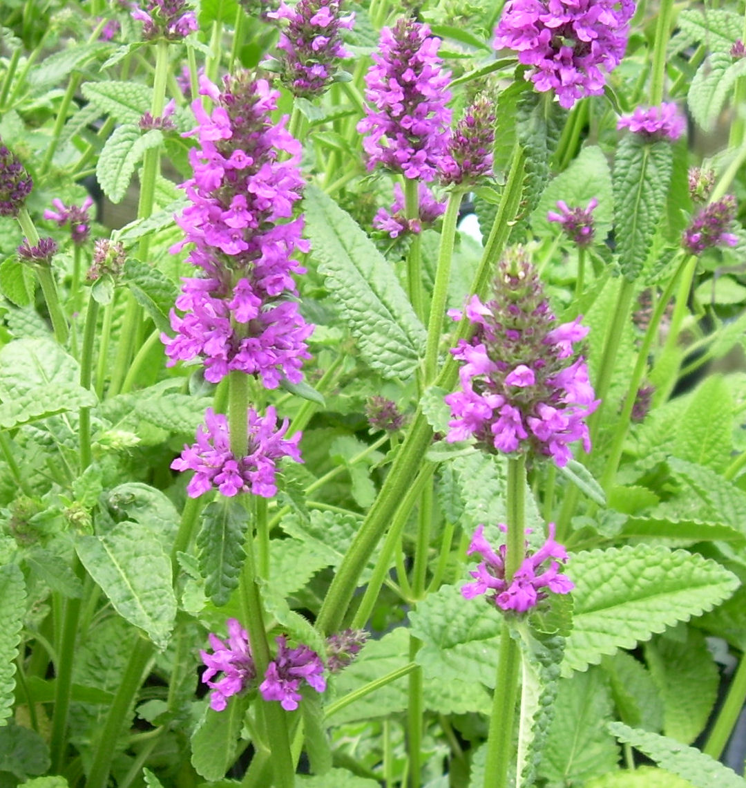 Hummelo Betony | Natorp's Online Plant Store