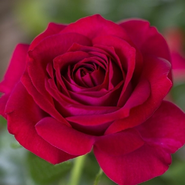 Stiletto™ Rose | Natorp's Online Plant Store