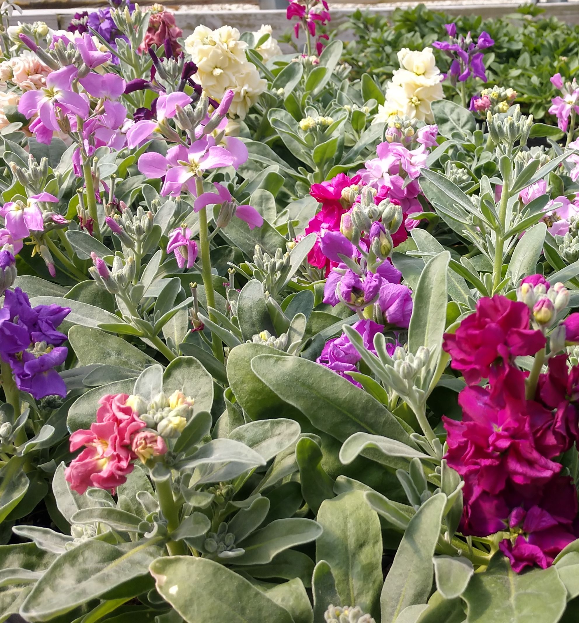 Vintage Mix Stock | Natorp's Online Plant Store