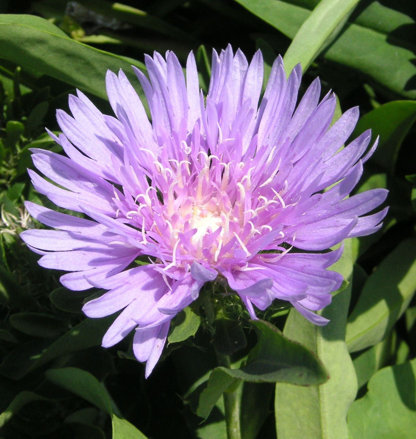 Colorwheel Stokes Aster | Natorp's Online Plant Store