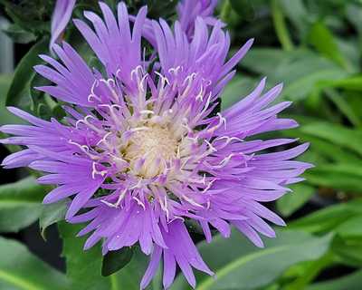 Blue Danube Stokes Aster | Natorp's Online Plant Store