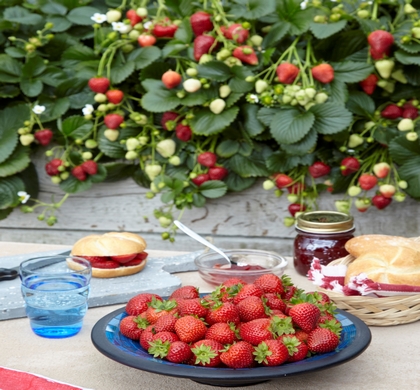 Delizz Strawberry | Natorp's Online Plant Store