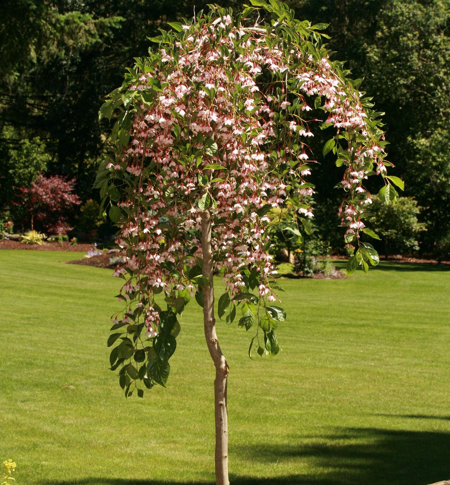 Marley's Pink Japanese Snowbell | Natorp's Online Plant Store