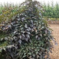 Nightfall™ Pagoda Snowbell | Natorp's Online Plant Store