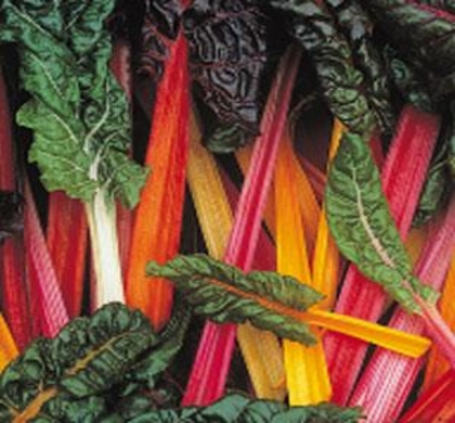 Bright Lights Mix Swiss Chard | Natorp's Online Plant Store