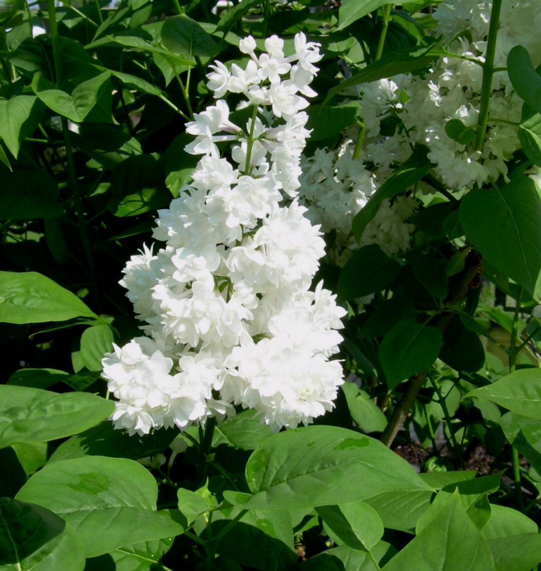 Beauty of Moscow Lilac | Natorp's Online Plant Store