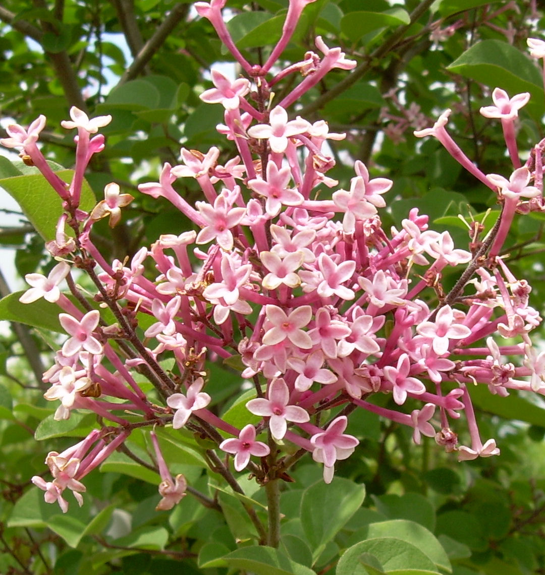 Tinkerbelle® Dwarf Lilac Standard | Natorp's Online Plant Store