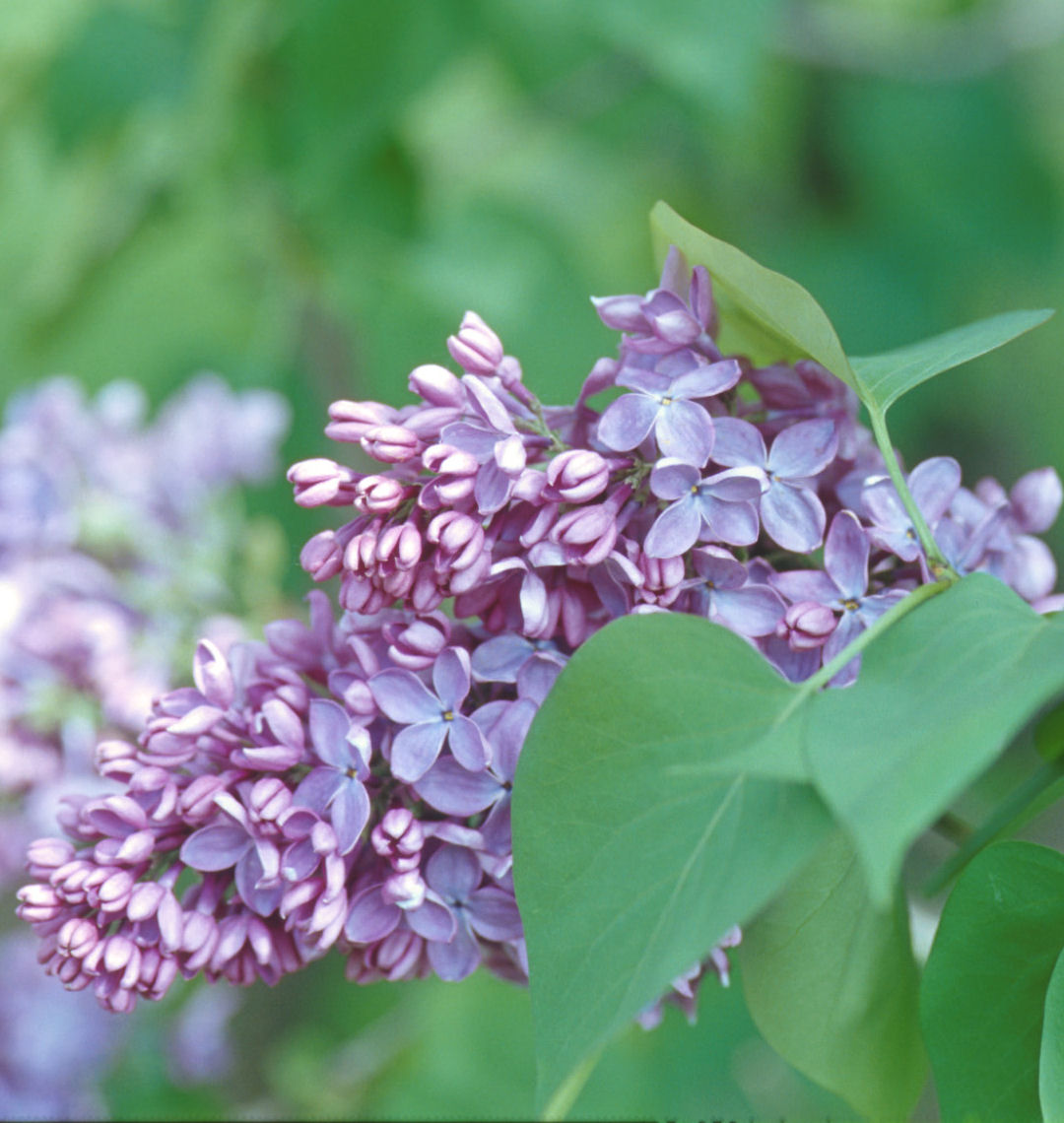 Common Purple Lilac | Natorp's Online Plant Store