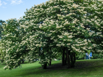 Ivory Silk Lilac Tree Multi-Stem | Natorp's Online Plant Store