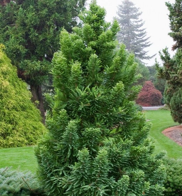 Peve Minaret Dwarf Bald Cypress | Natorp's Online Plant Store