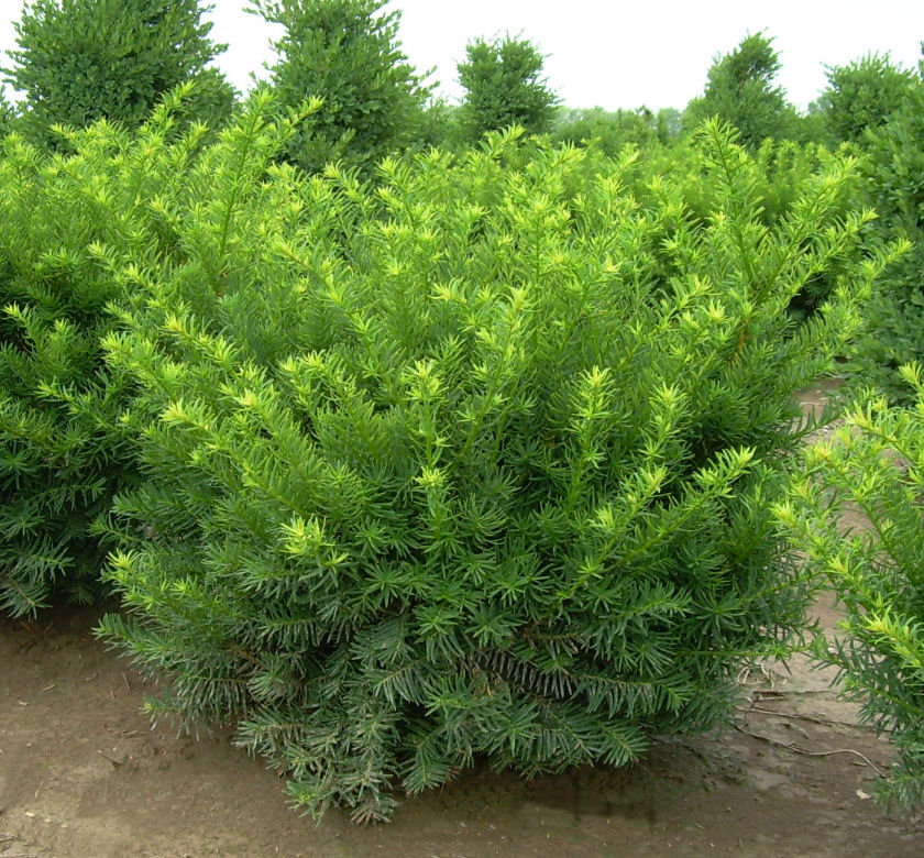 Natorp Densiformis Yew | Natorp's Online Plant Store
