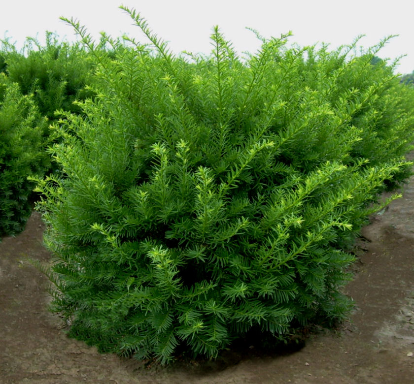 Runyan Yew | Natorp's Online Plant Store