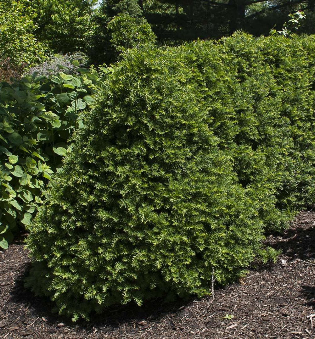 Captain Pyramidal Yew | Natorp's Online Plant Store