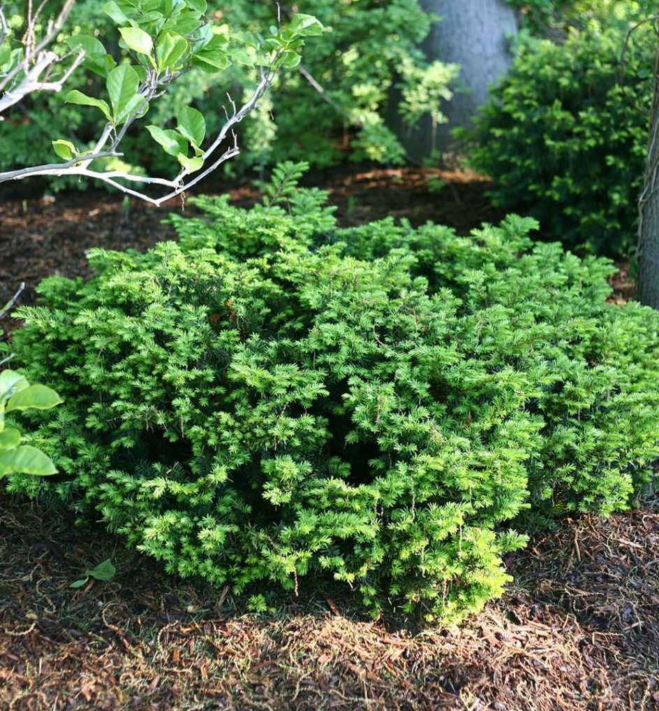 Everlow Yew | Natorp's Online Plant Store