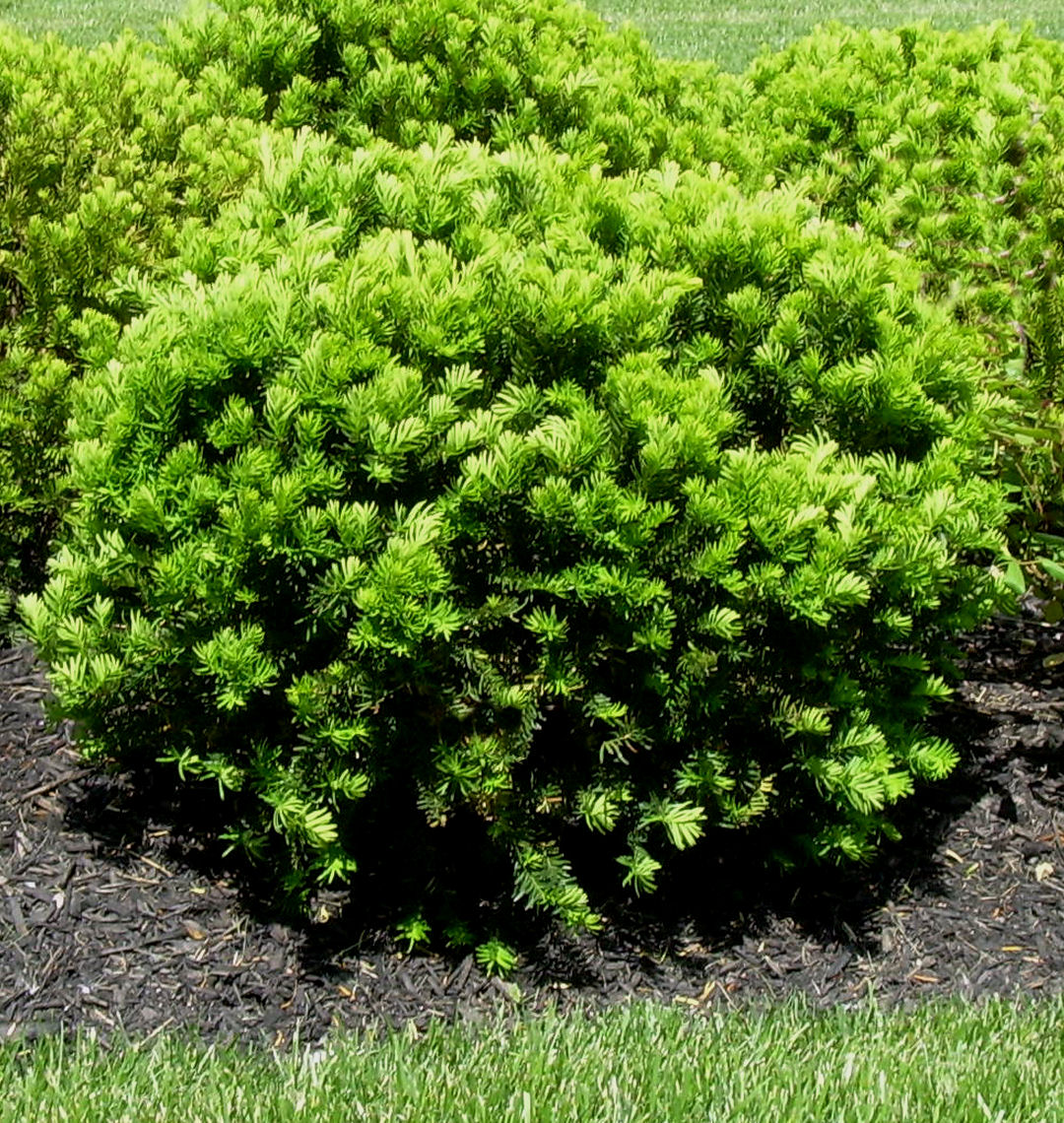 Densiformis Yew | Natorp's Online Plant Store