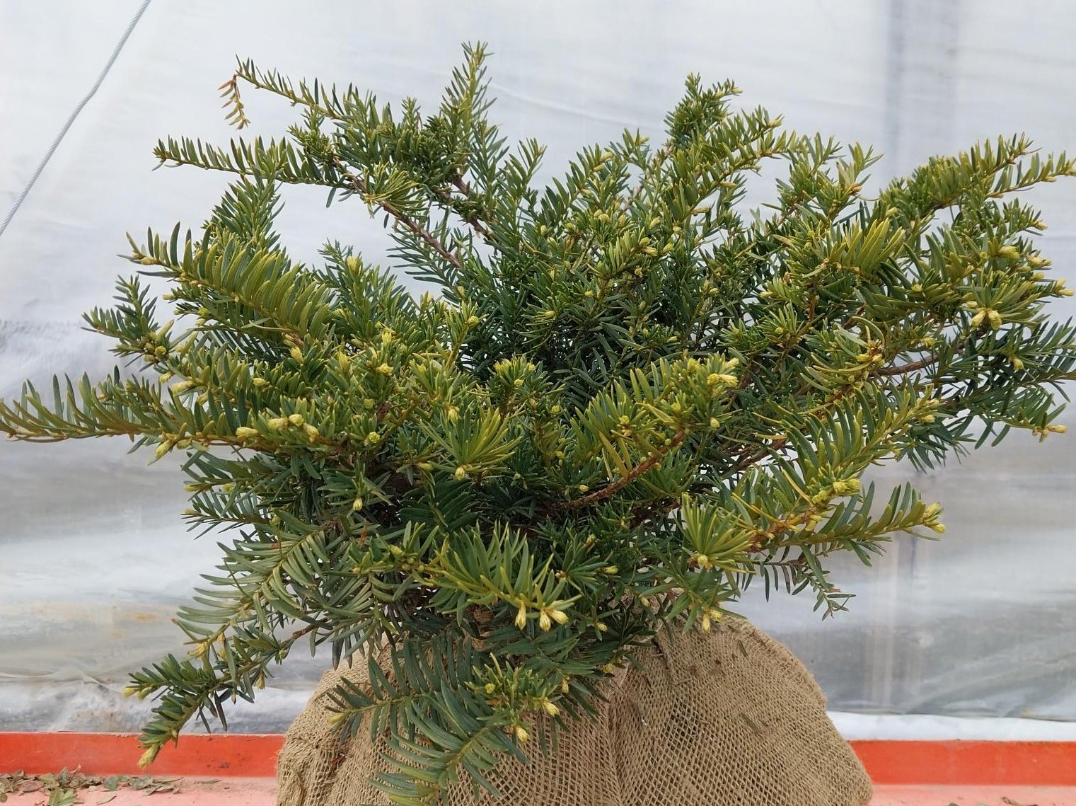 Chadwick Yew | Natorp's Online Plant Store