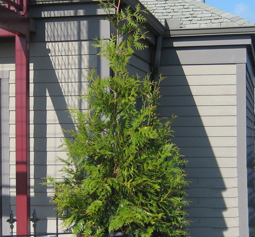 Spring Grove® Western Arborvitae | Natorp's Online Plant Store