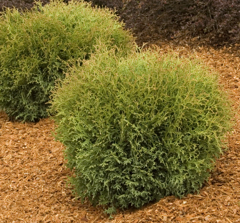 Hetzi Mini Arborvitae | Natorp's Online Plant Store