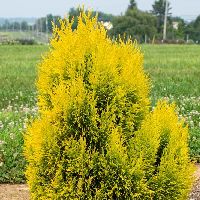 Forever Goldy® Arborvitae | Natorp's Online Plant Store