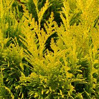 Forever Goldy® Arborvitae Spiral | Natorp's Online Plant Store
