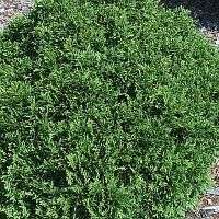 Little Giant Arborvitae | Natorp's Online Plant Store