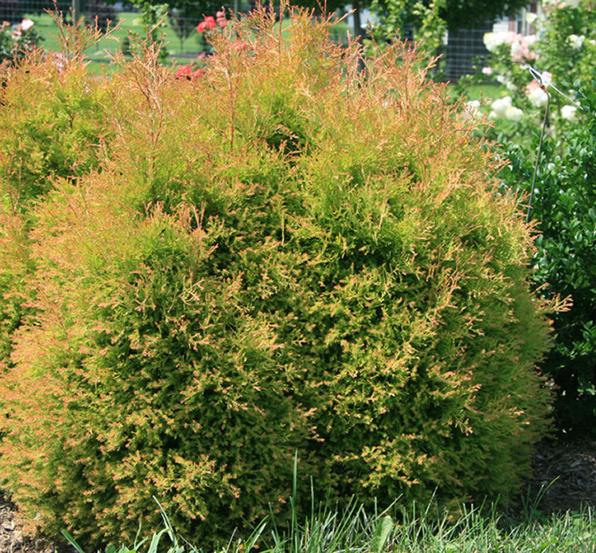 Fire Chief™ Globe Arborvitae | Natorp's Online Plant Store