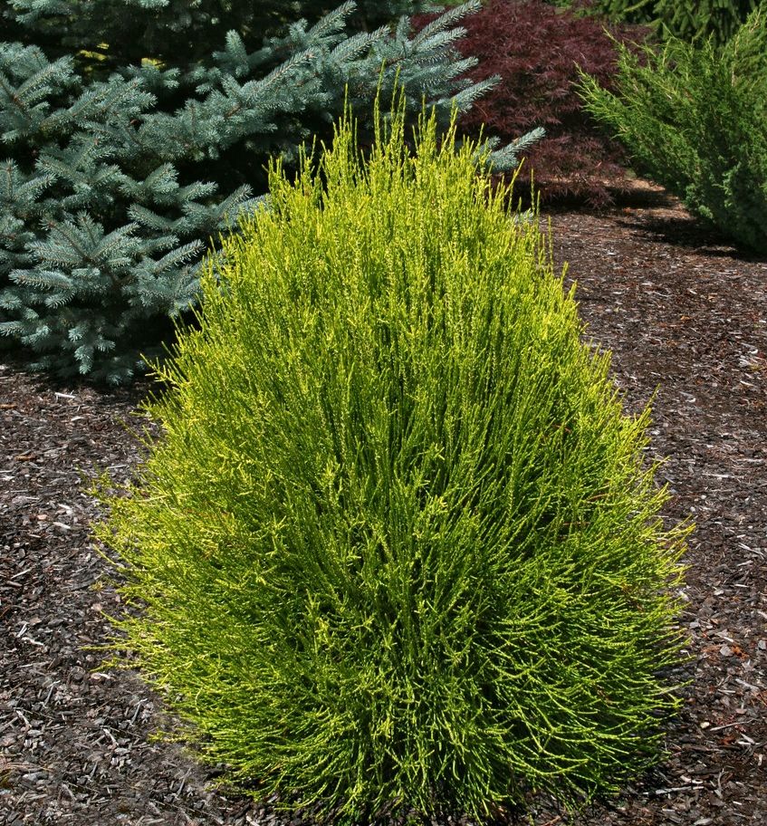 Franky Boy Oriental Arborvitae | Natorp's Online Plant Store
