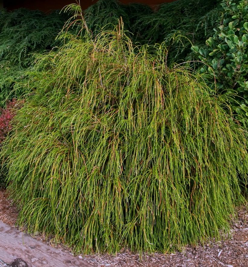 Whipcord Western Arborvitae (Red Cedar) | Natorp's Online Plant Store