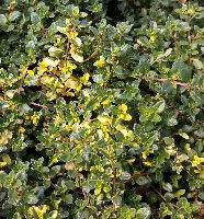 Doone Valley Thyme | Natorp's Online Plant Store