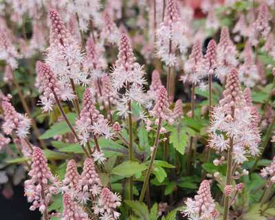 Pink Skyrocket Foamflower | Natorp's Online Plant Store