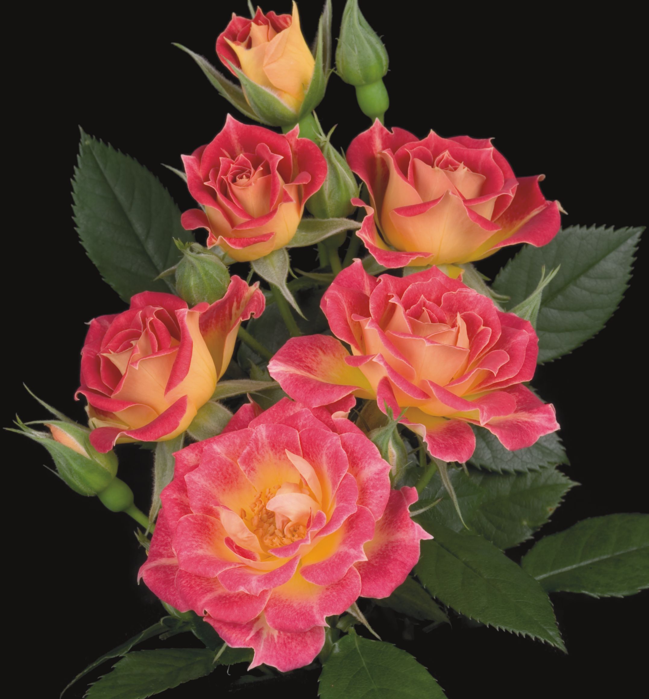 Tiddly Winks™ Tree Rose | Natorp's Online Plant Store