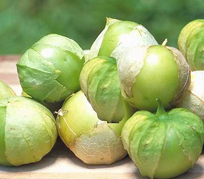 Tomatillo 'Verde' | Natorp's Online Plant Store