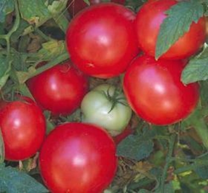 Arkansas Traveler Tomato | Natorp's Online Plant Store