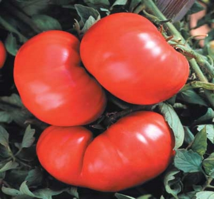 Beefmaster Tomato | Natorp's Online Plant Store