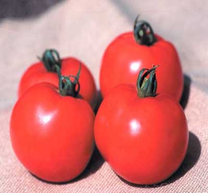 Better Boy Tomato | Natorp's Online Plant Store