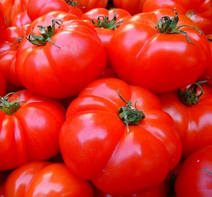 Brandywine Red Tomato | Natorp's Online Plant Store