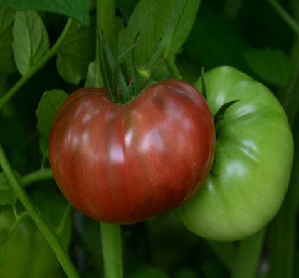 Cherokee Carbon Tomato | Natorp's Online Plant Store