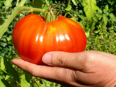 Mountain Rouge Tomato | Natorp's Online Plant Store